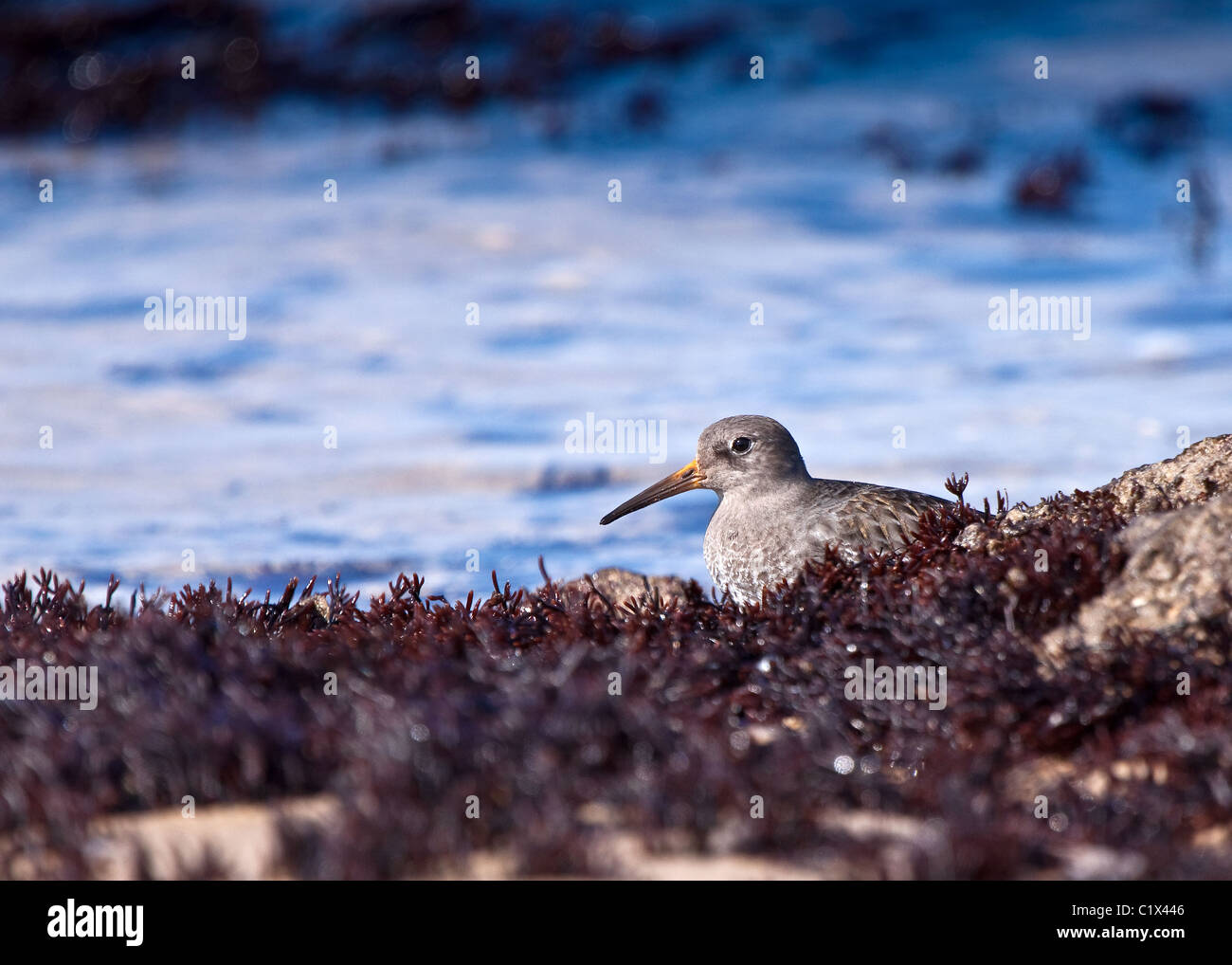 Purple sandpiper summer hi-res stock photography and images - Alamy