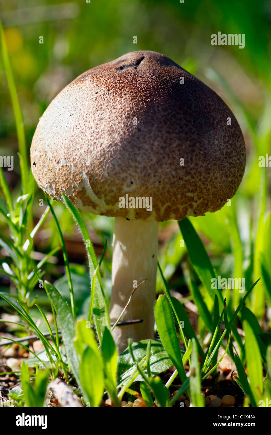 Small and close-up view of wild mushroom Stock Photo - Alamy