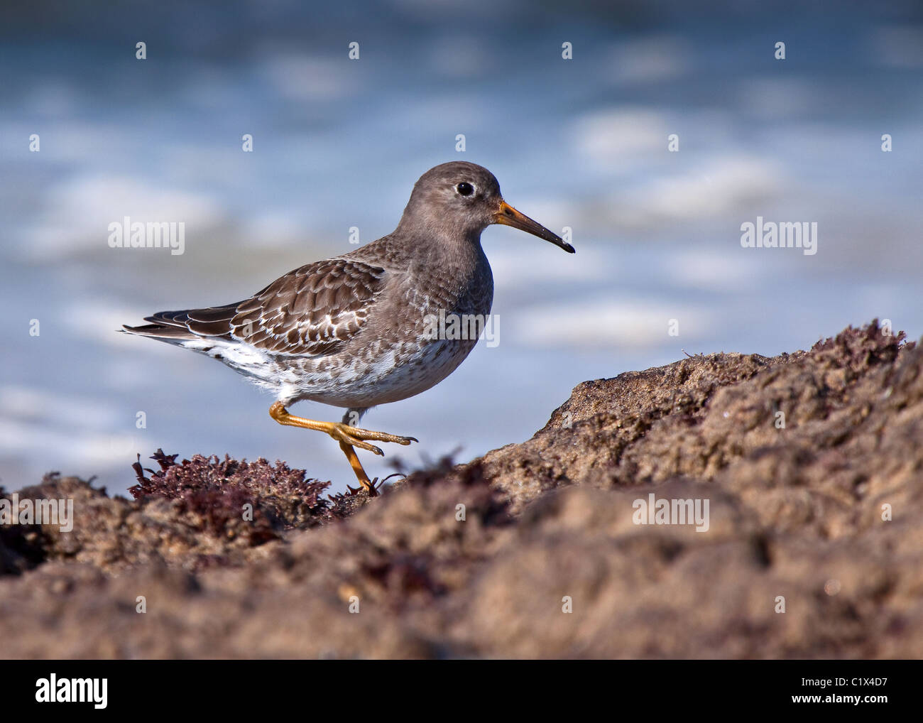 Purple sandpiper summer hi-res stock photography and images - Alamy