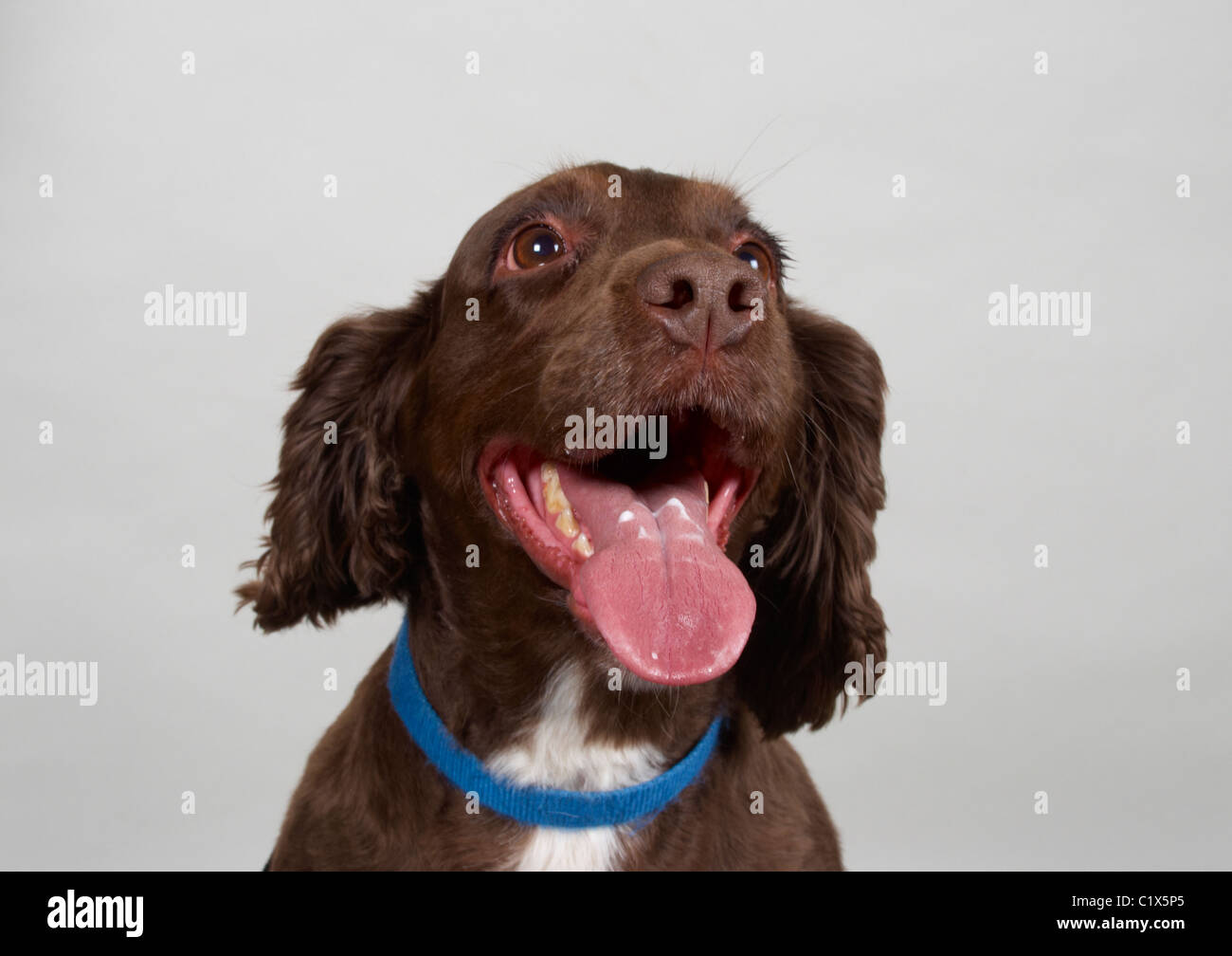 Cocker Spaniel against a grey background Stock Photo - Alamy