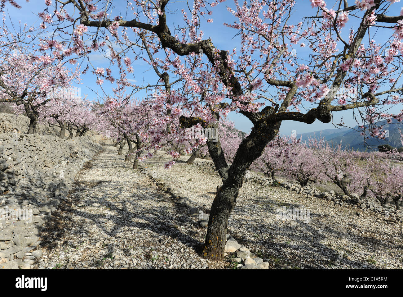 terraces of almond trees with blossom, near Benimaurell, Vall de ...