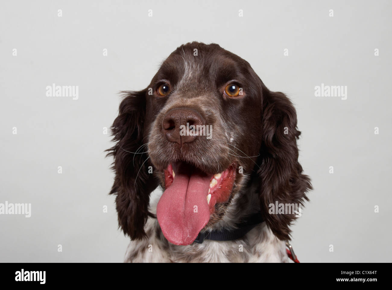 English cocker spaniel panting hi-res stock photography and images - Alamy