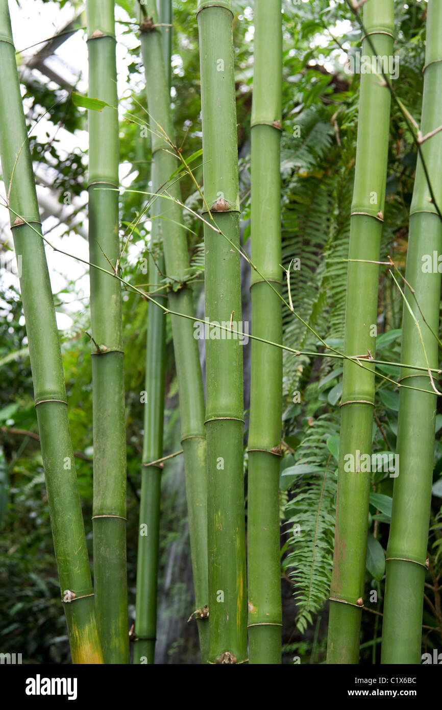 Green bamboo grows in tropical garden Stock Photo - Alamy