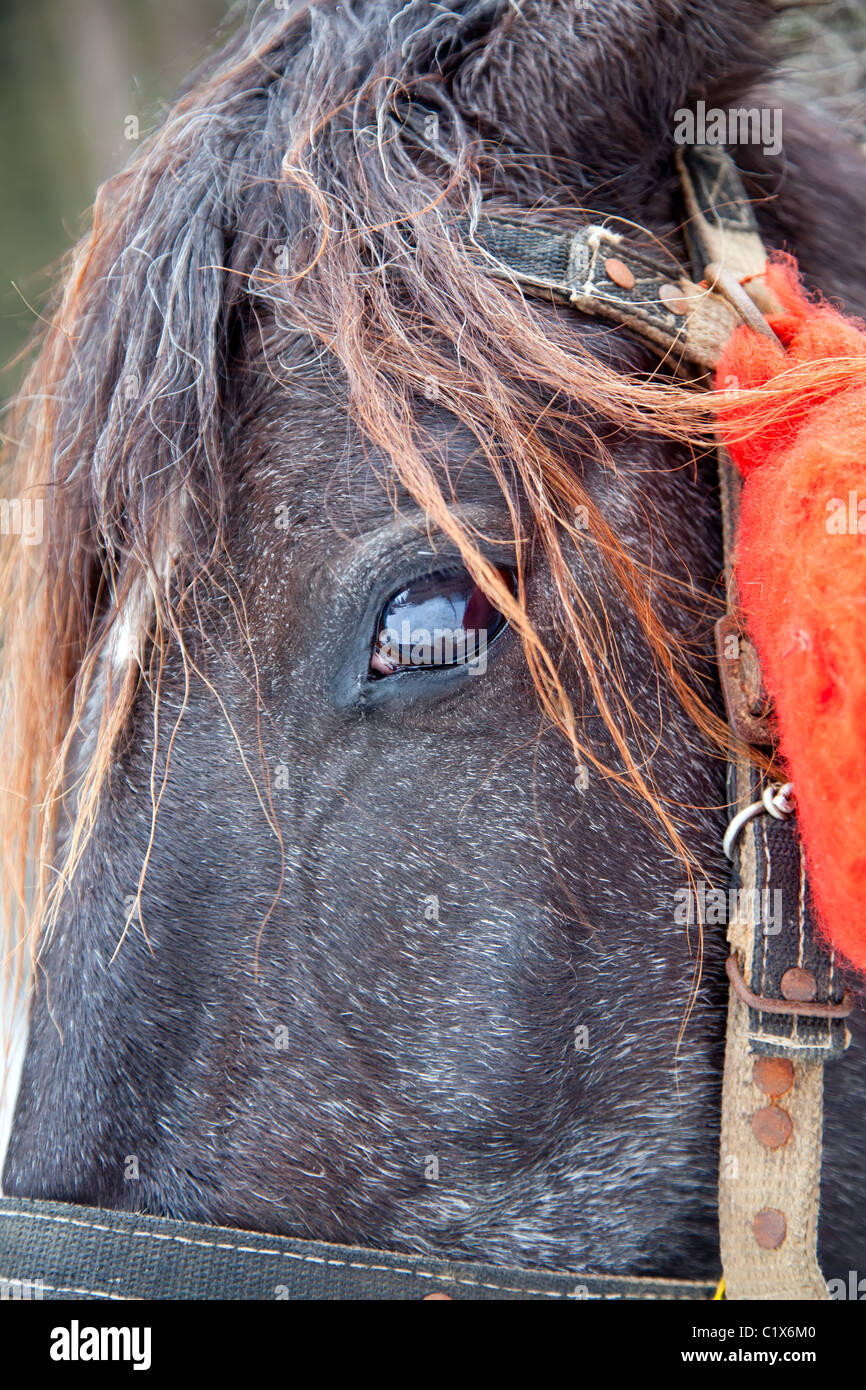 Horse head closeup view Stock Photo - Alamy
