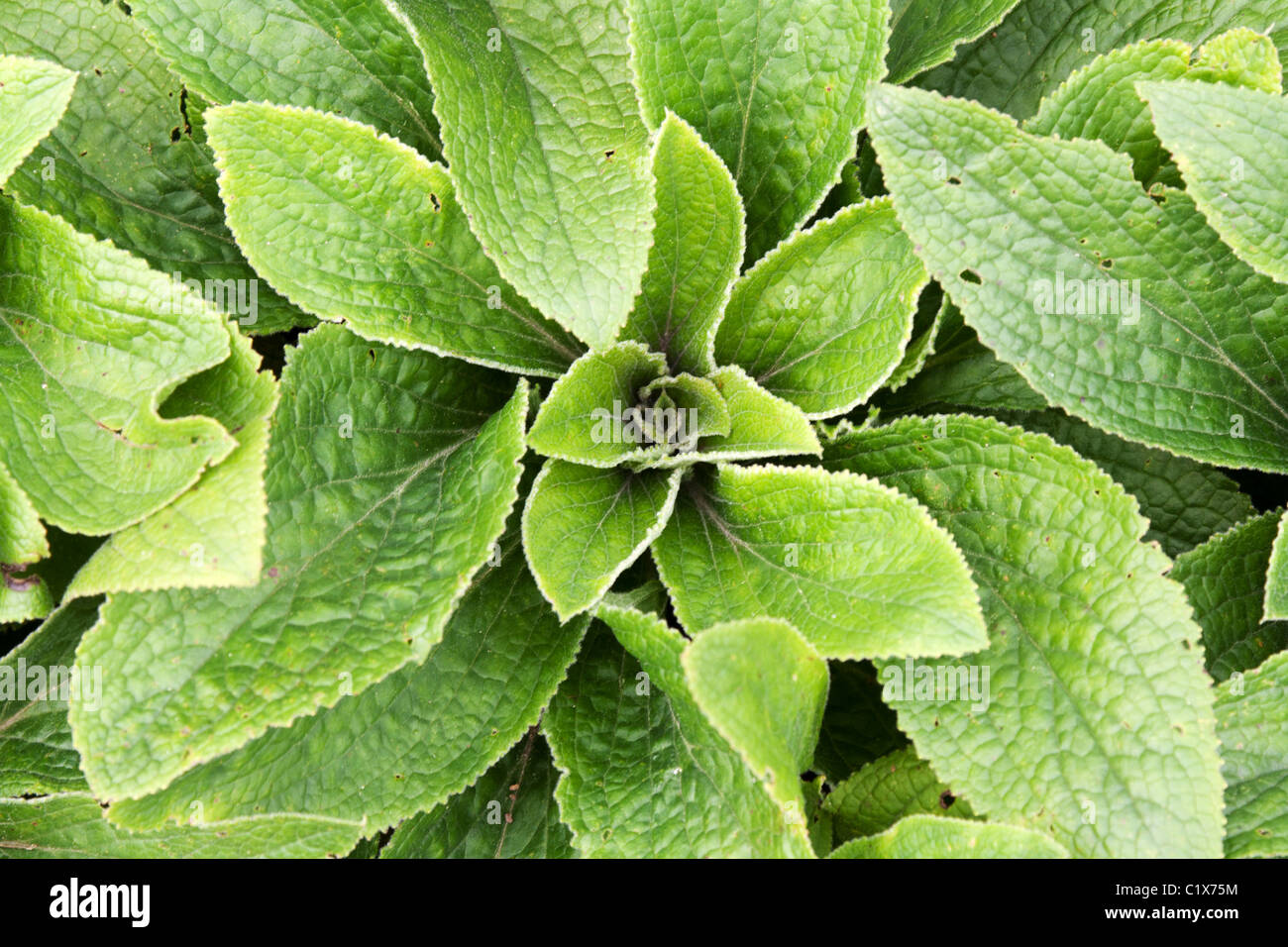 Green bush with sheet in soft days light Stock Photo - Alamy