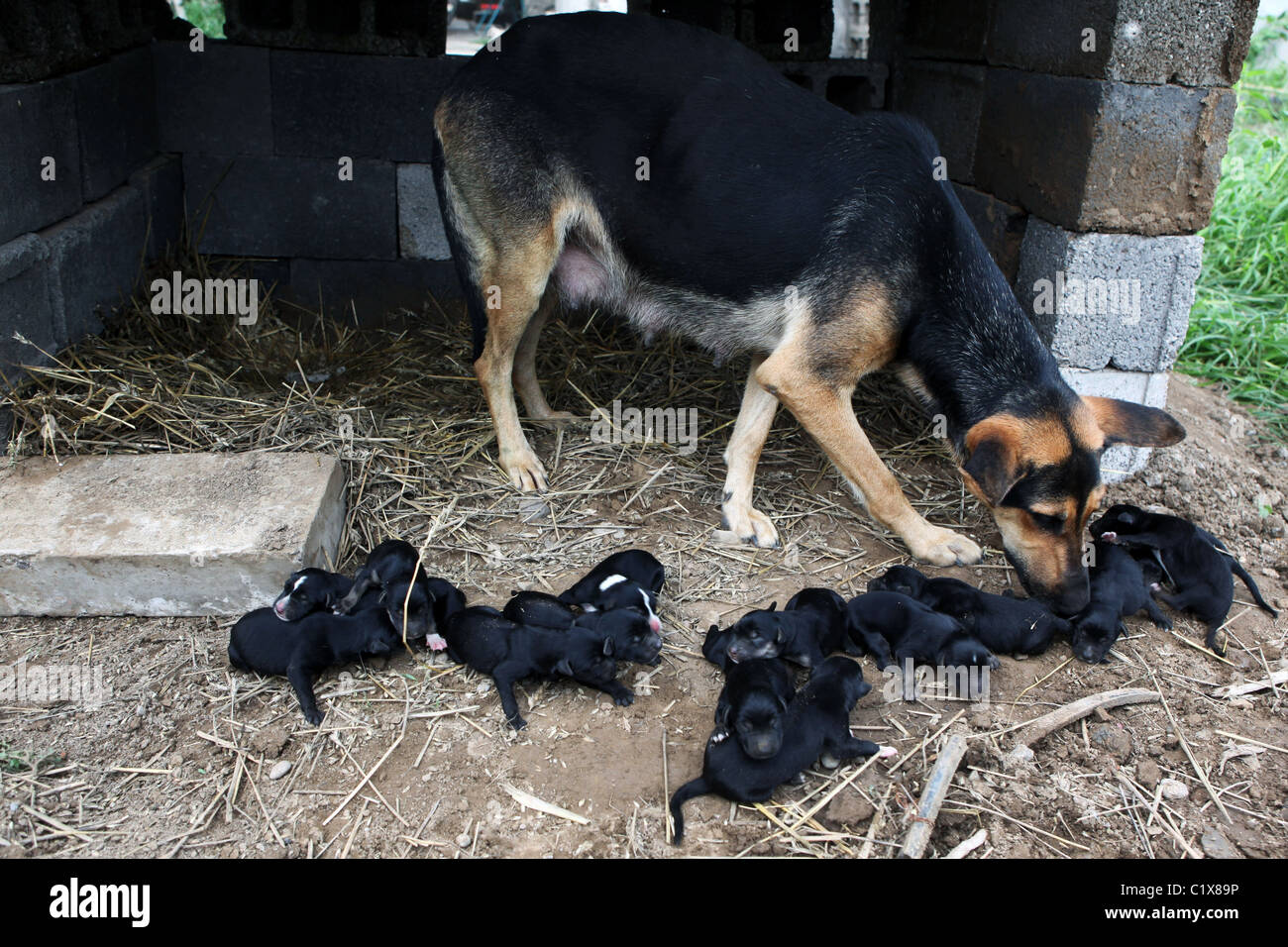 Pick of the litter A female German Shepherd defied mother nature after ...