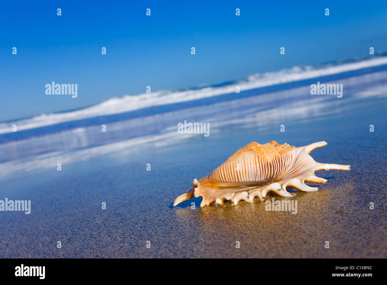 Seashell washed up on a tropical beach Stock Photo - Alamy