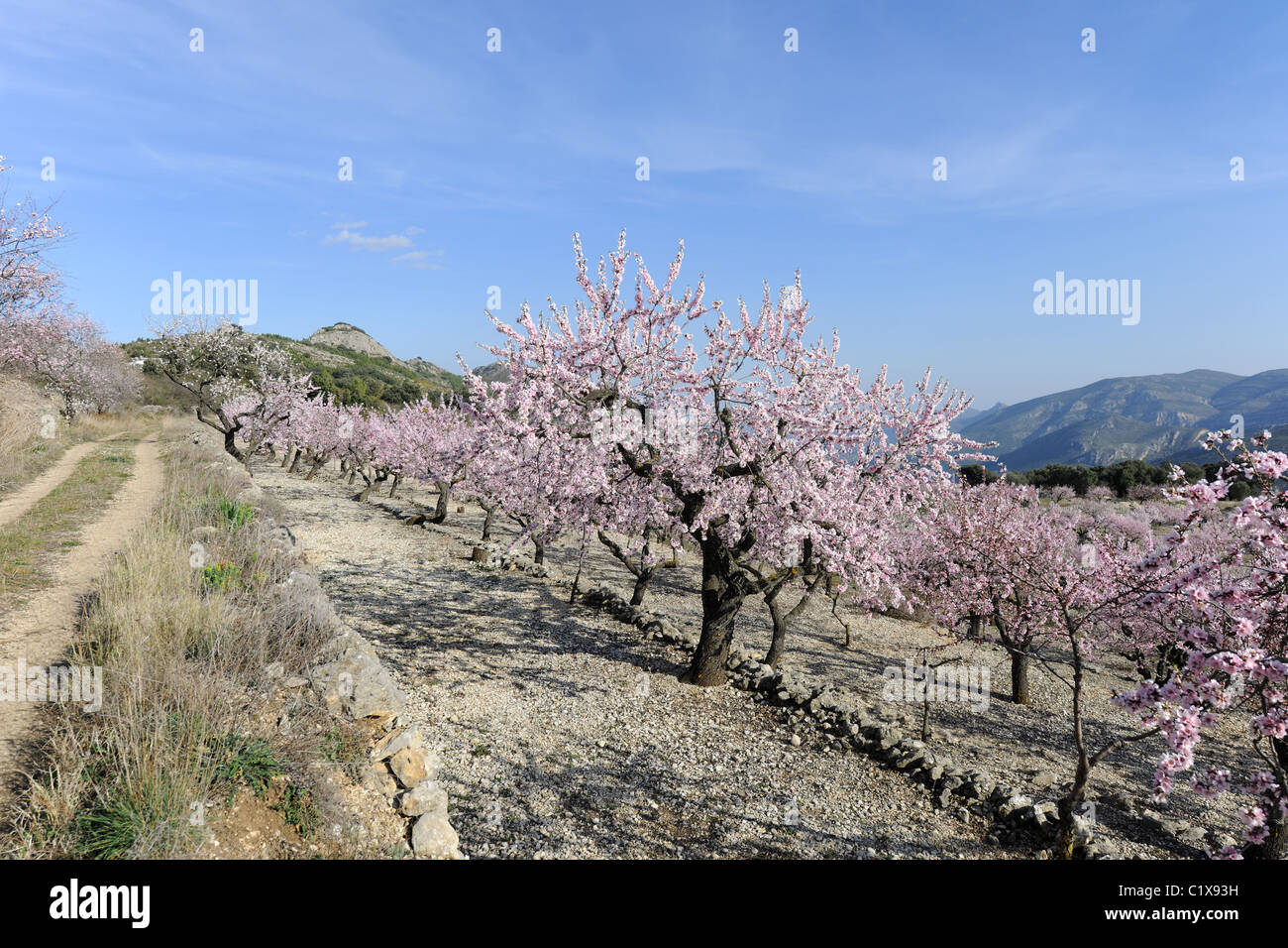 track and almond trees with blossom, near Benimaurell, Vall de Laguart ...