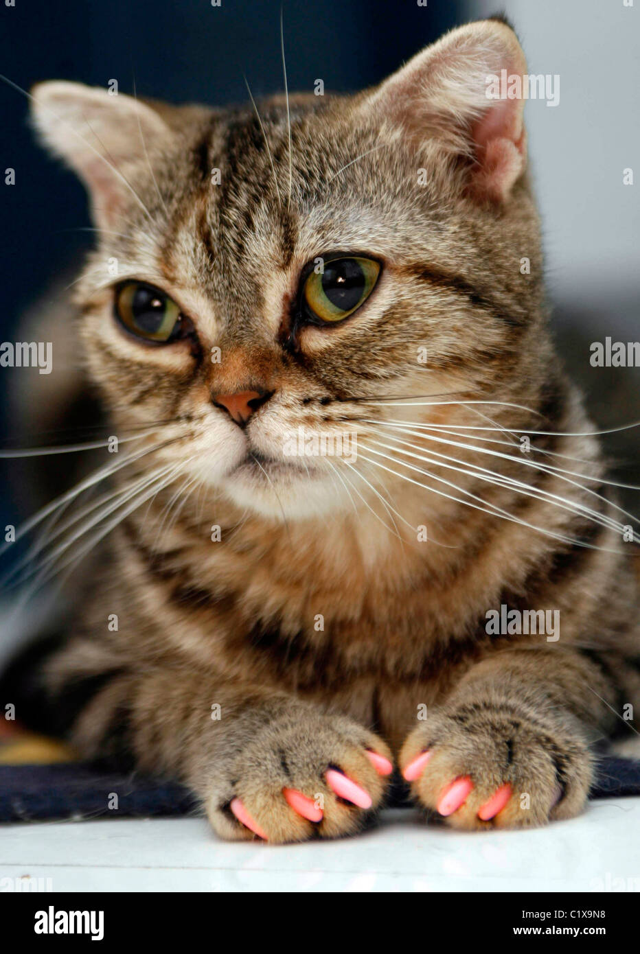 Cat nails new fashion trend The fashionistas in China are no longer ...