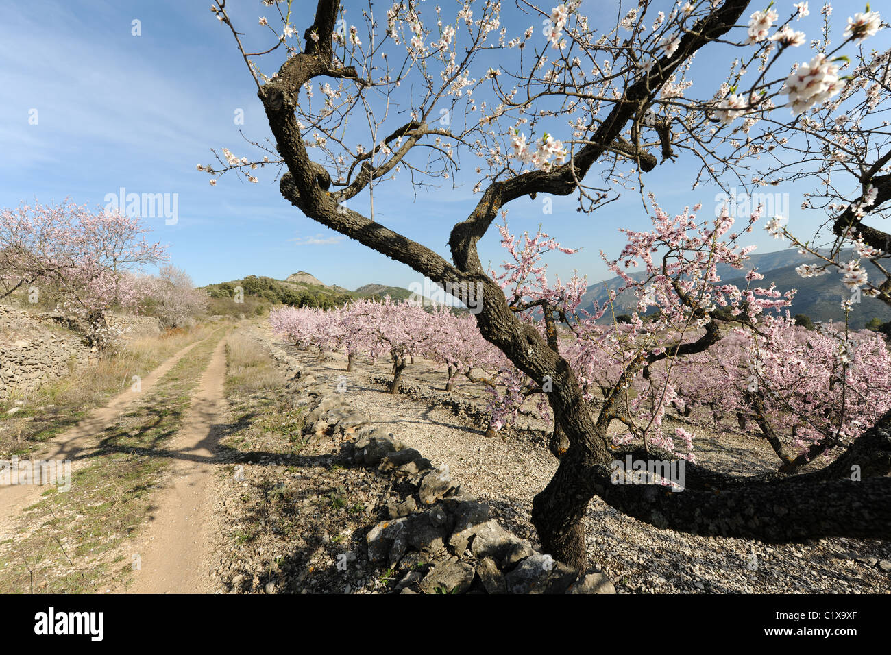 track and almond trees with blossom, near Benimaurell, Vall de Laguart ...