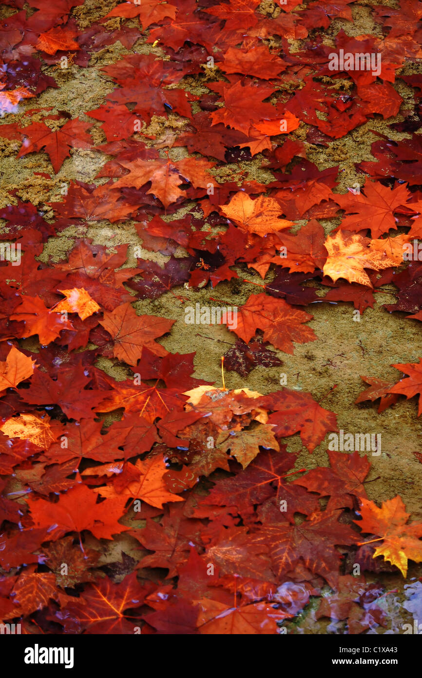 View of many scattered autumn leafs on the water Stock Photo - Alamy
