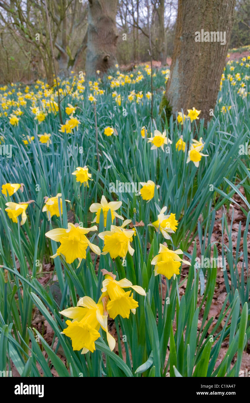 Daffodils flowering in woodland hi-res stock photography and images - Alamy
