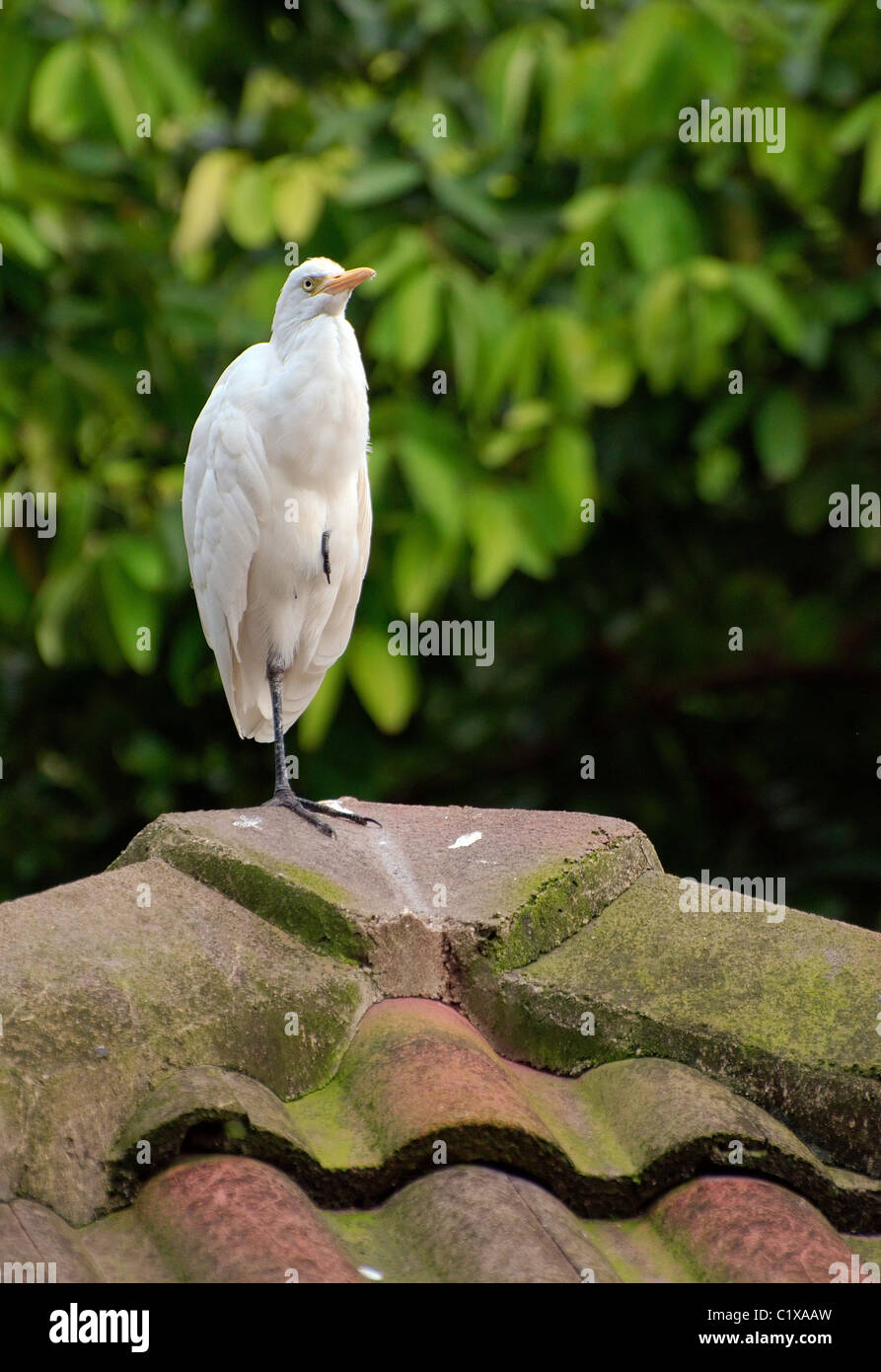 Tropical animal birds hi-res stock photography and images - Alamy