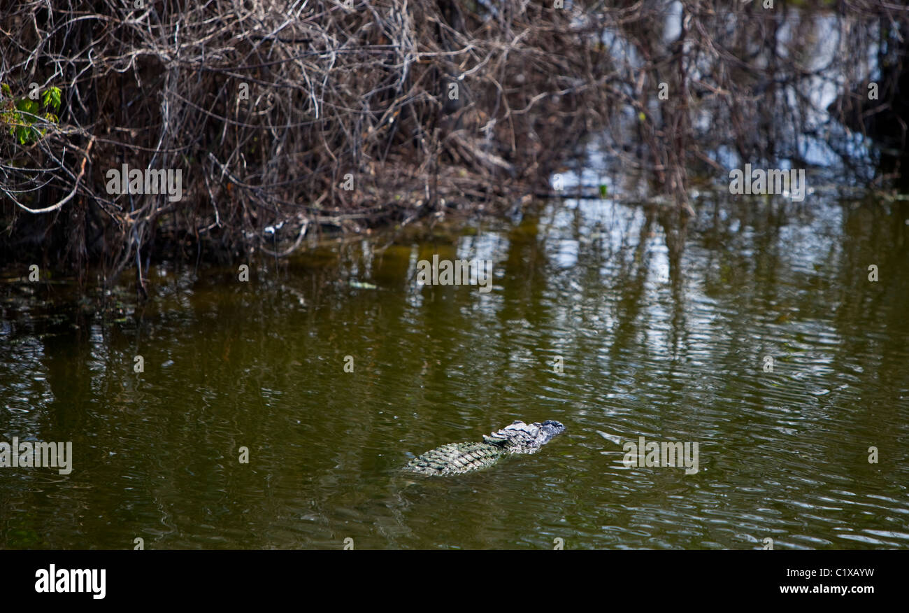 Crocodile swimming in swamp hi-res stock photography and images - Alamy