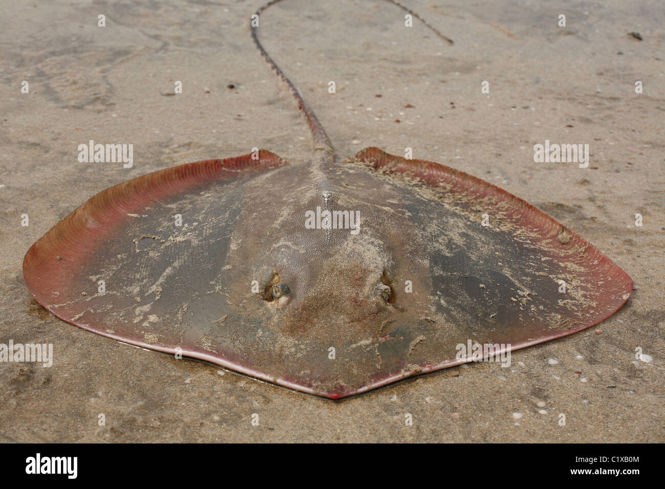 Stingray fish hi-res stock photography and images - Alamy