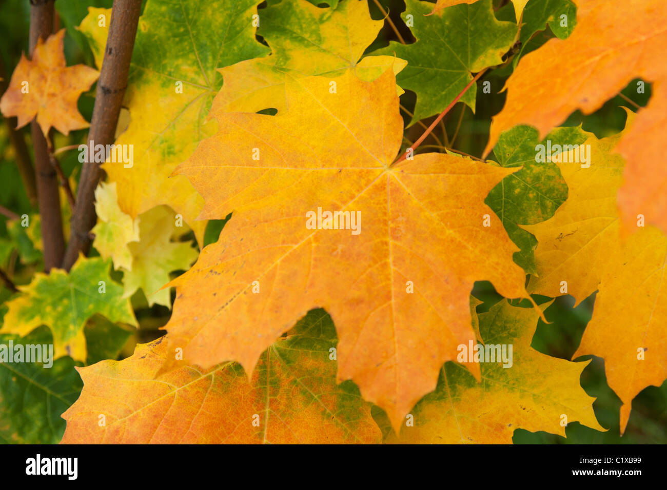 Canadian maple sheet hi-res stock photography and images - Alamy