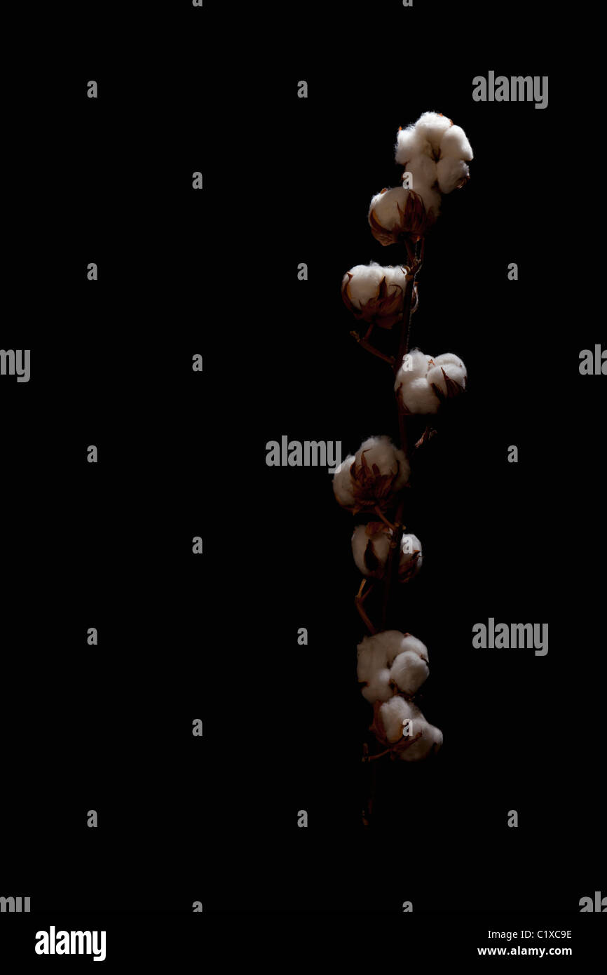 a cotton stack in the studio Stock Photo - Alamy