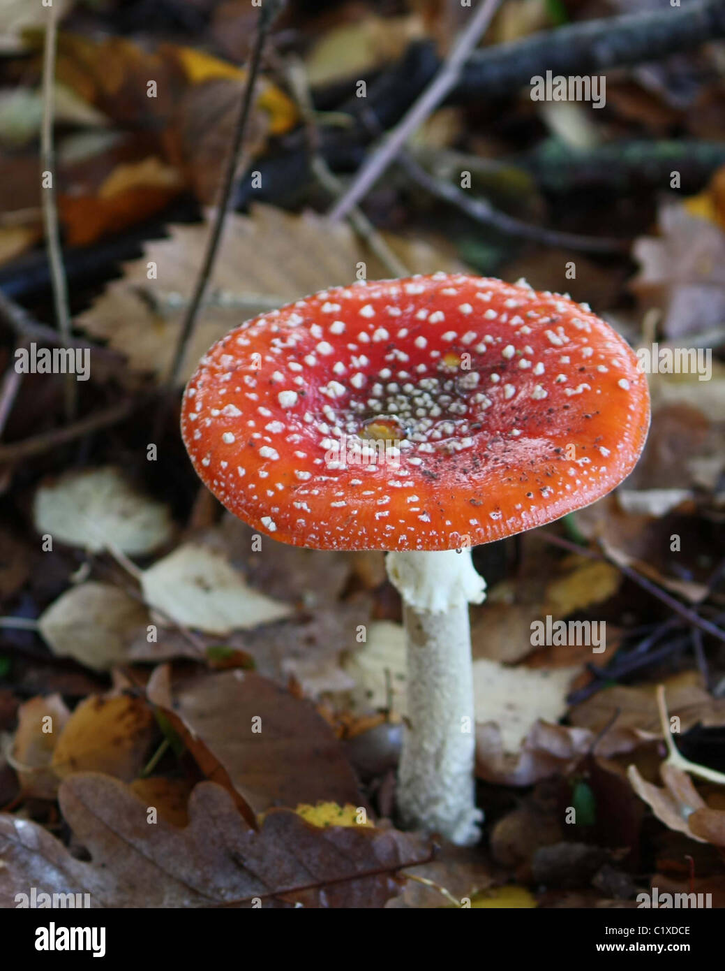 Red capped mushroom (Amanita Muscaria Stock Photo - Alamy