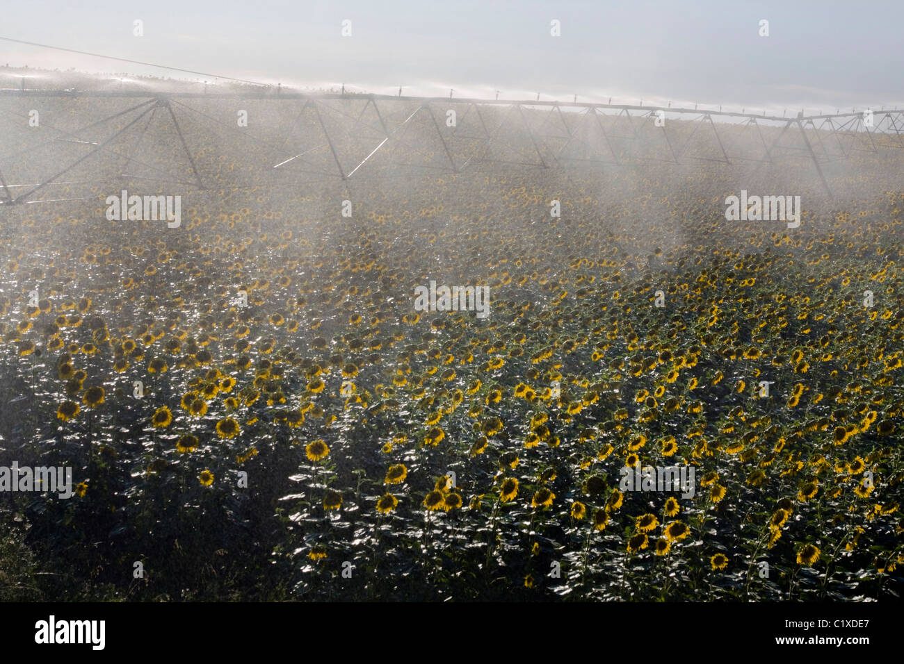 View of a active irrigation system watering a sunflower field Stock ...