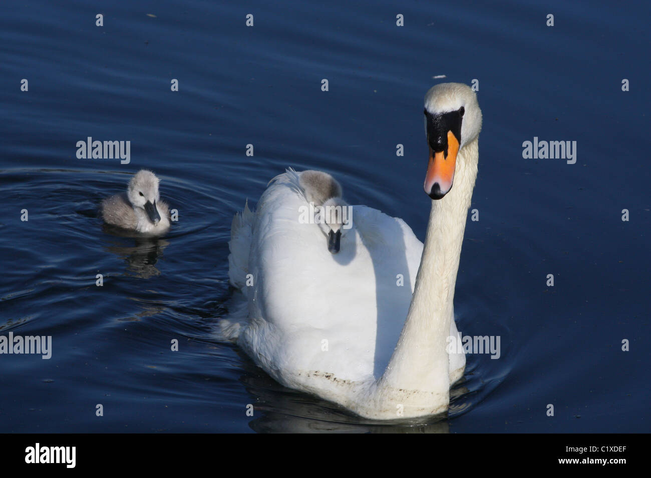 Cygnets birds hi-res stock photography and images - Alamy