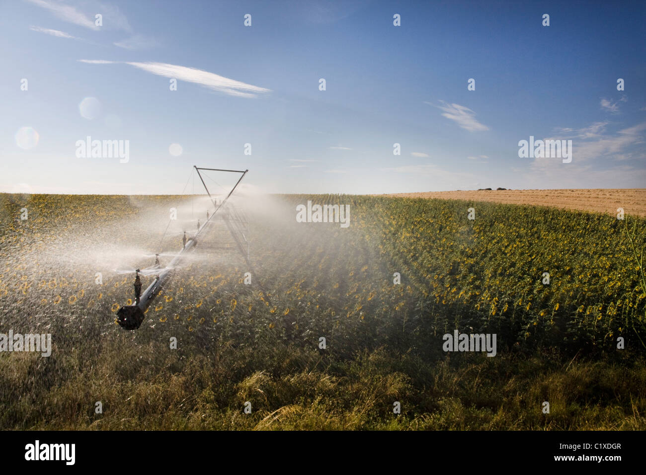 View of a active irrigation system watering a sunflower field Stock ...
