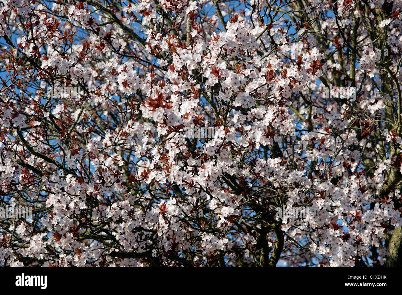 spring flowering tree covered in cherry blossom Stock Photo - Alamy