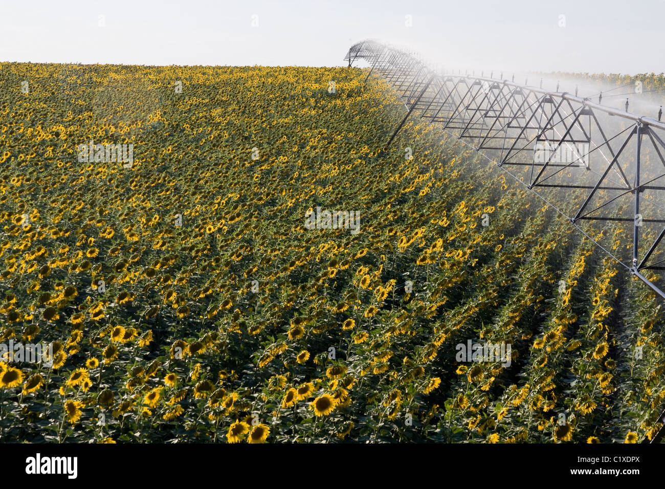 View of a active irrigation system watering a sunflower field Stock ...
