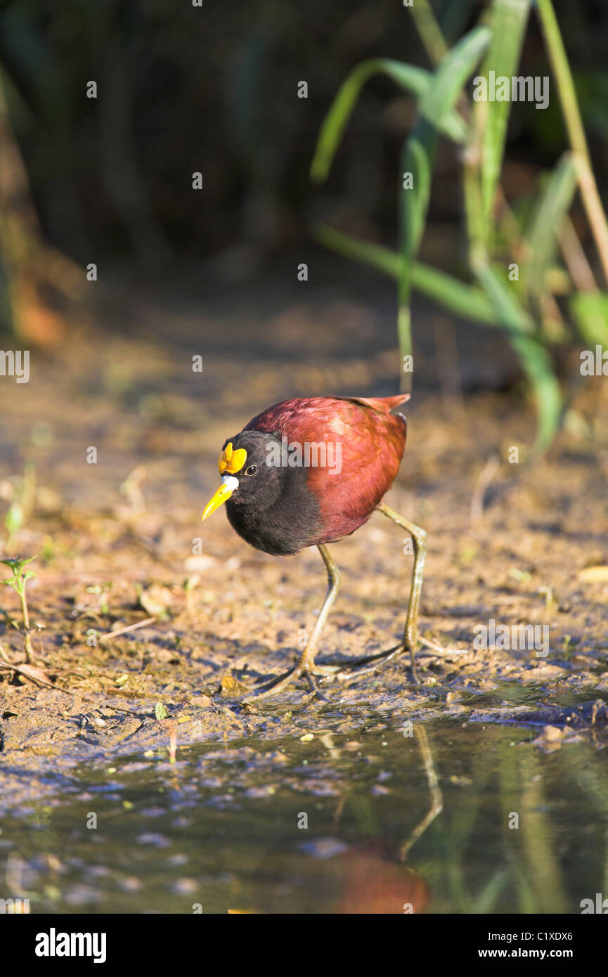 Northern Jacana Jacana spinosa adult at water's edge at La Belen ...