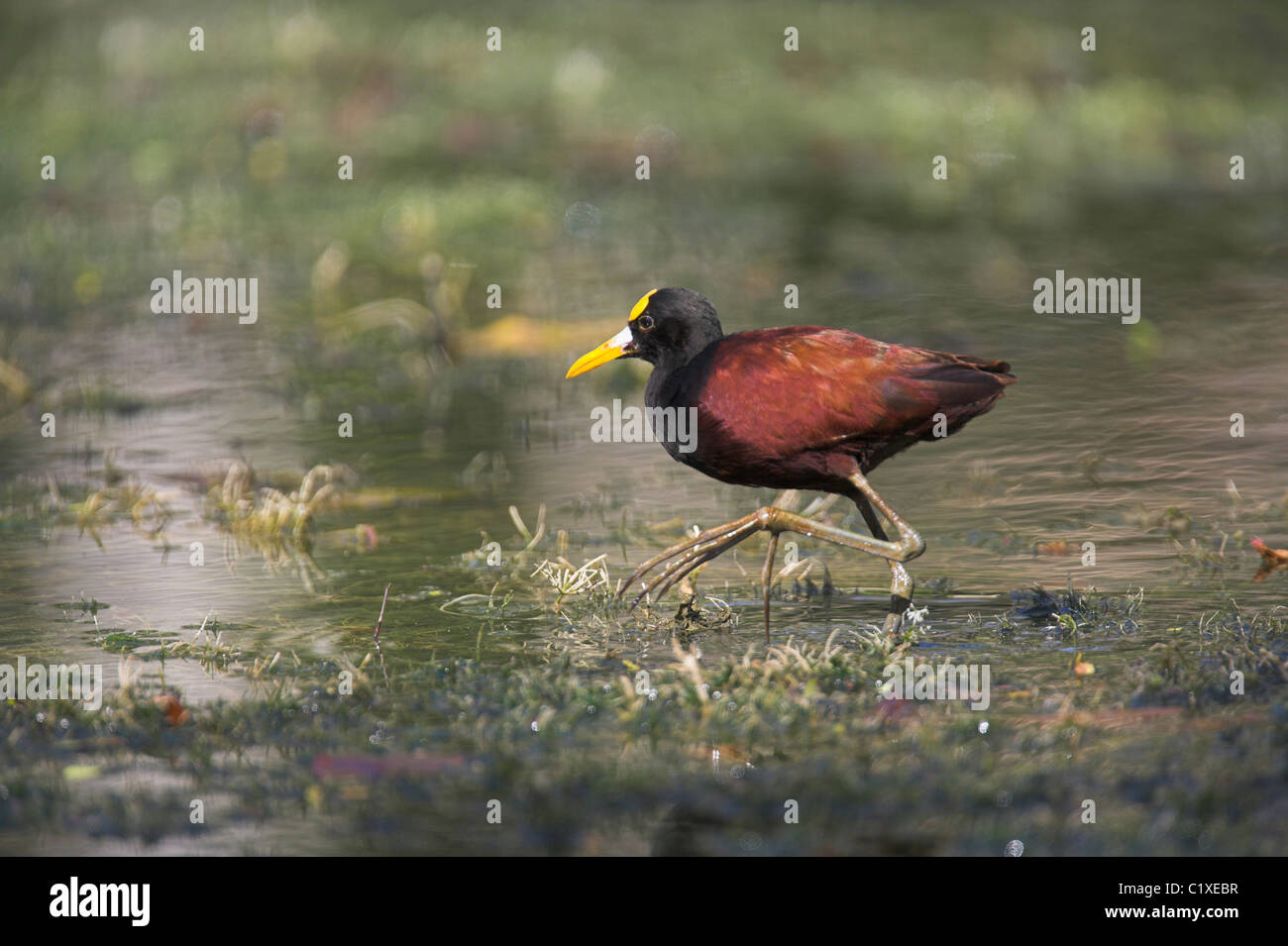 Northern Jacana Jacana spinosa adult at water's edge at La Belen ...