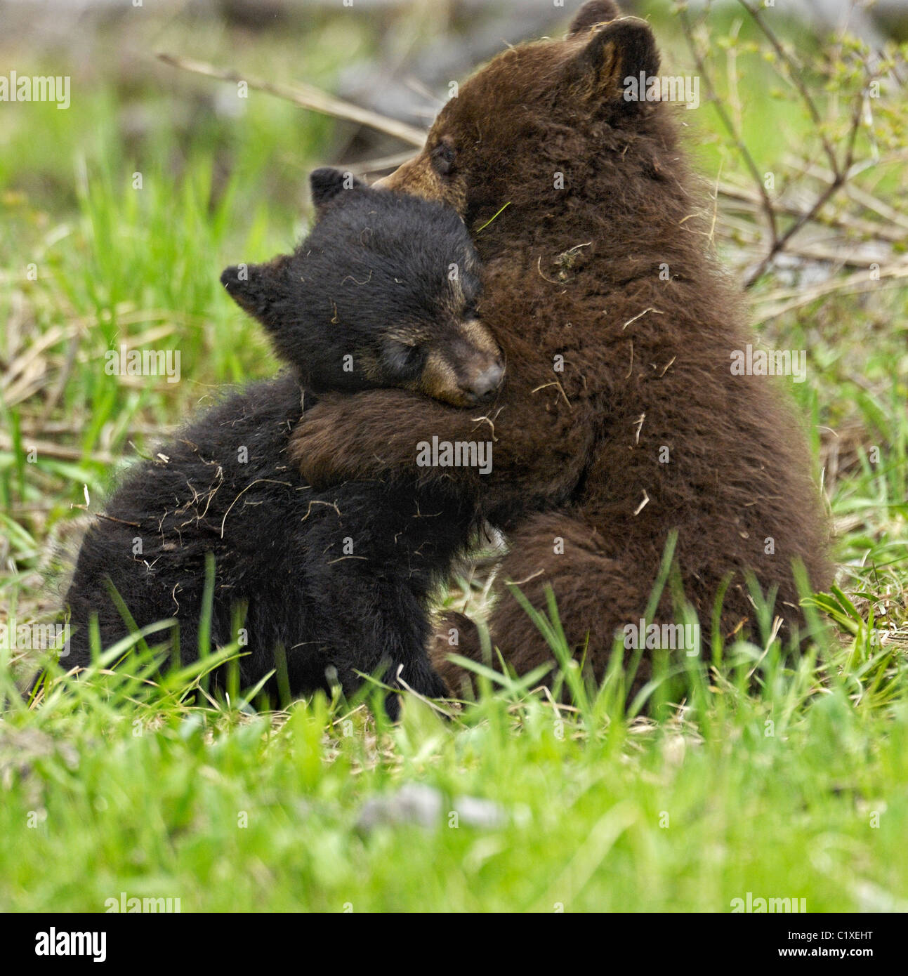 Black Bear Cubs Playing