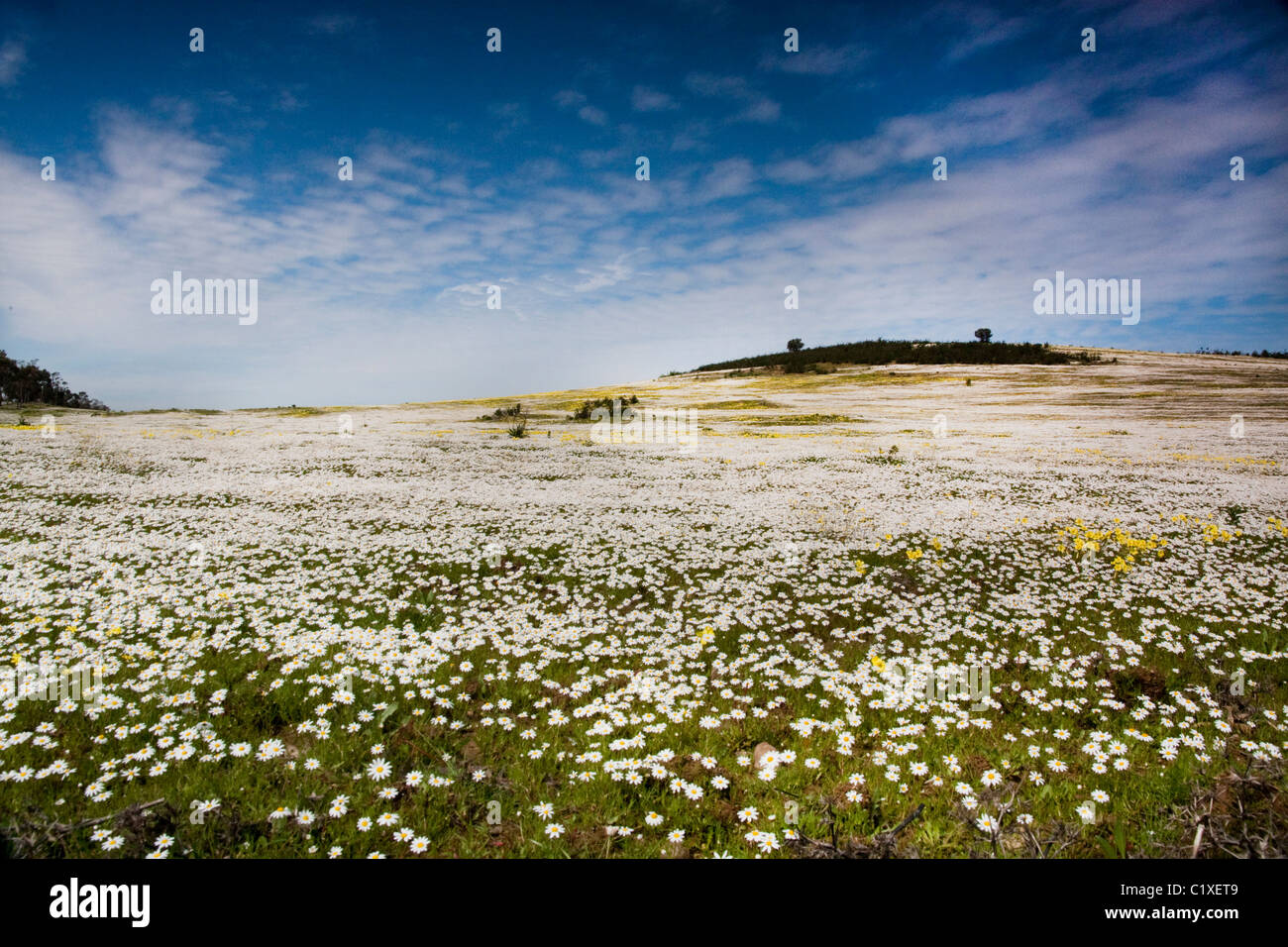 Landscape view of a wide daisy flower field on the countryside Stock ...