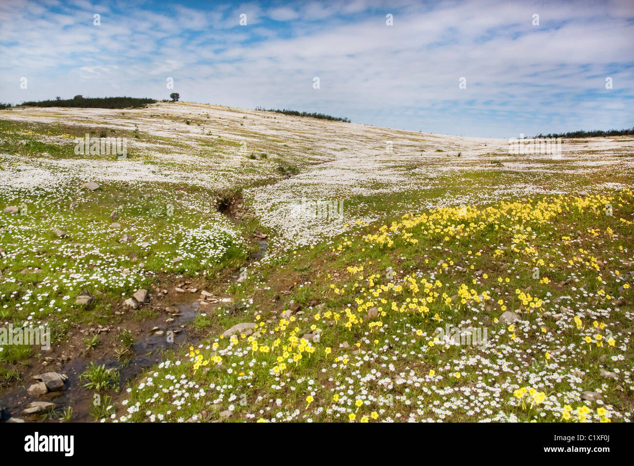 Landscape view of a wide daisy flower field on the countryside Stock ...