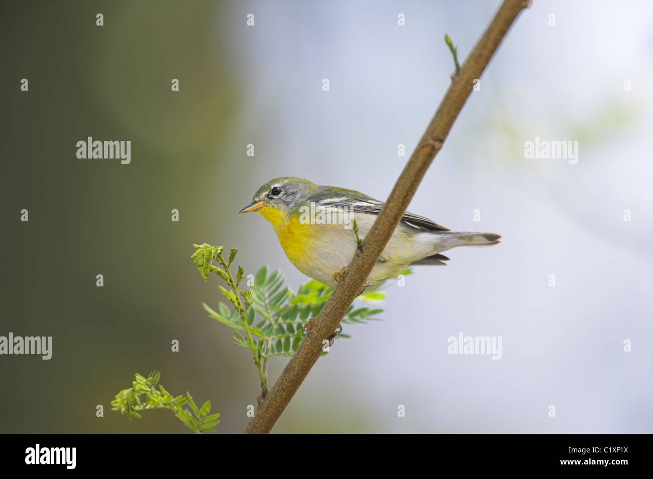 Northern Parula Parula americana Stock Photo - Alamy