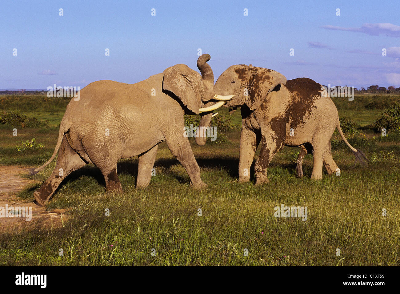 Battle of the Elephants Stock Photo - Alamy