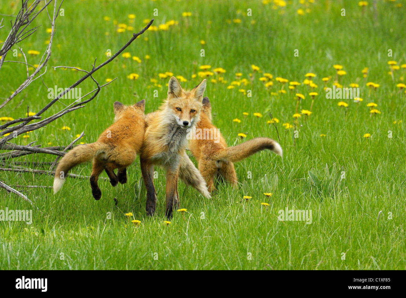 Leaping Fox High Resolution Stock Photography and Images - Alamy