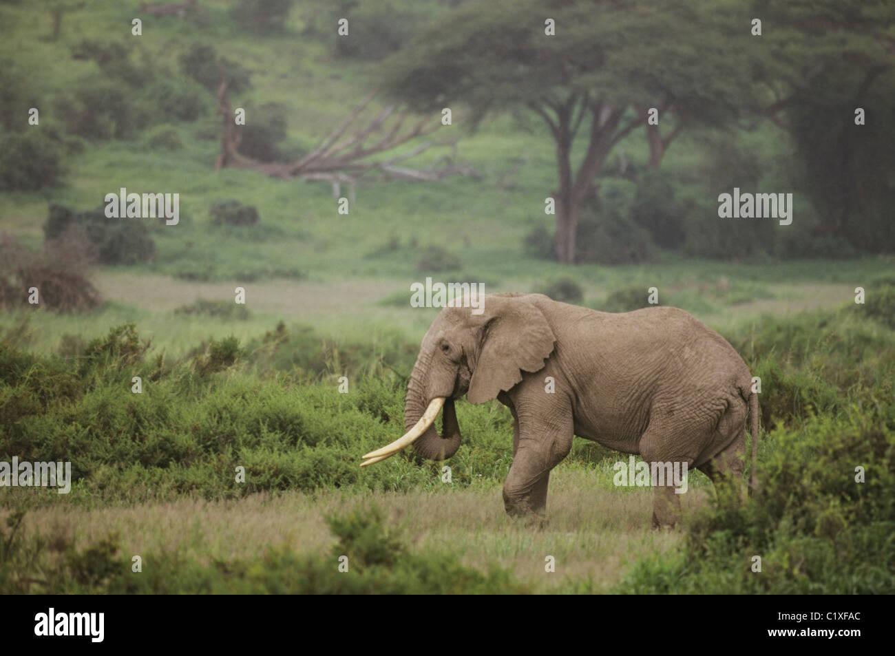 Bull Elephant in Old African Forest Stock Photo - Alamy