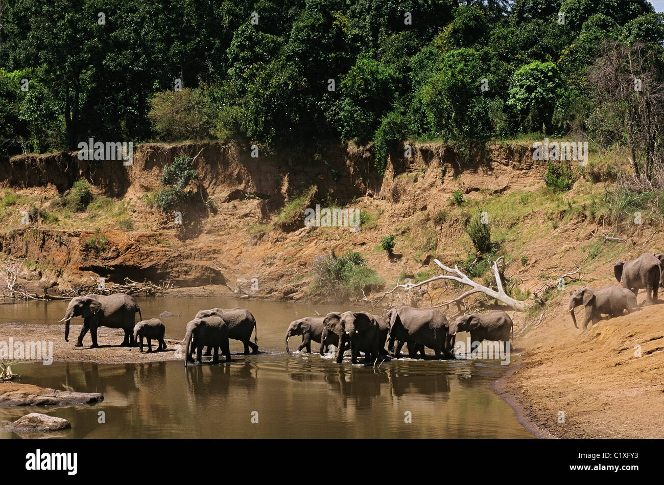 Elephants crossing hi-res stock photography and images - Alamy