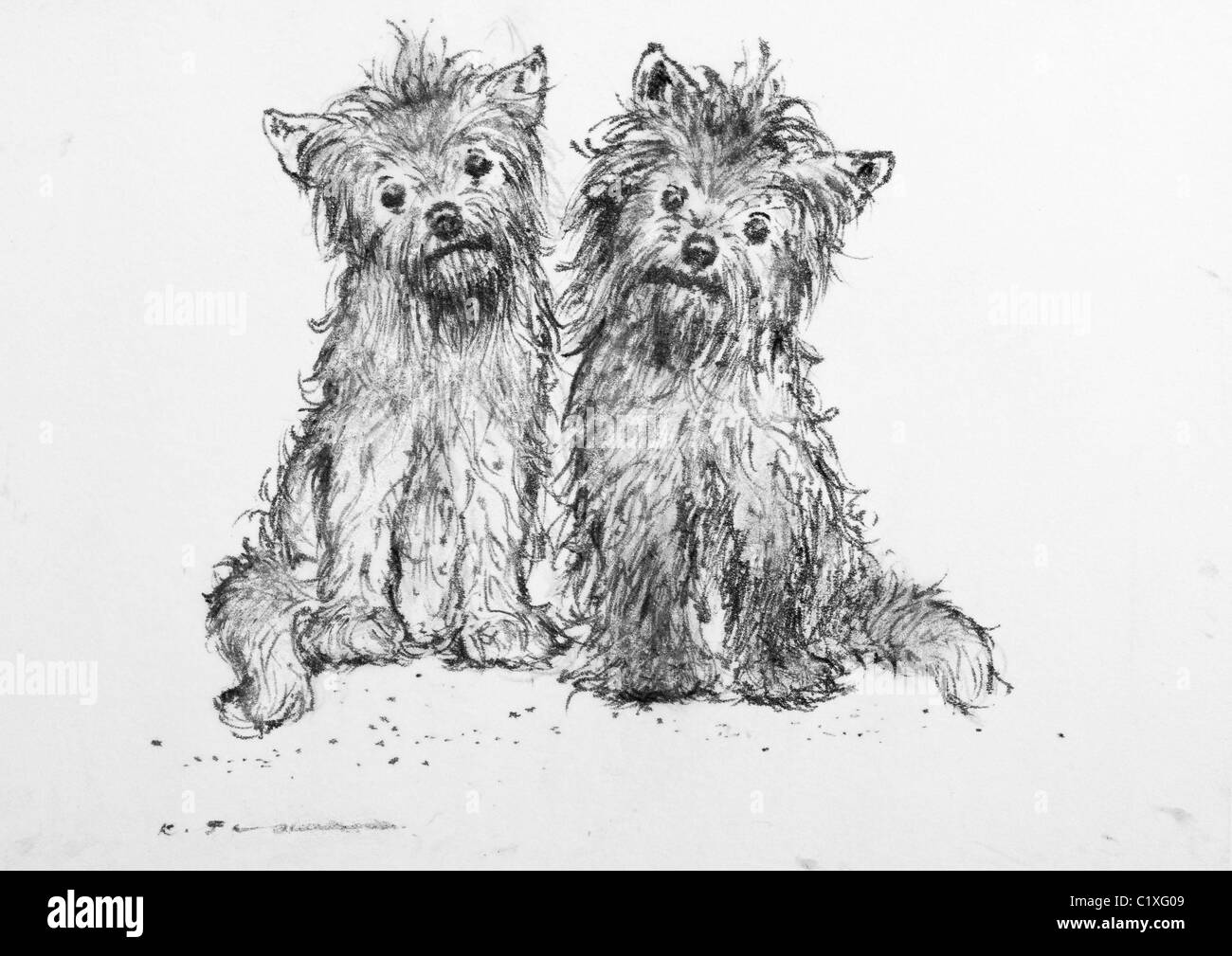 Yorkshire terrier drawing hi-res stock photography and images - Alamy