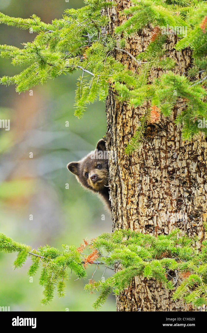 Baby Black Bear Peek-a-boo Stock Photo - Alamy