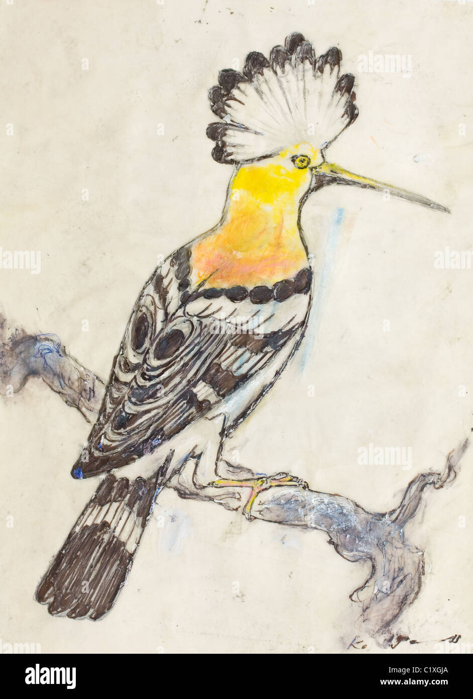 Hoopoe drawing hi-res stock photography and images - Alamy