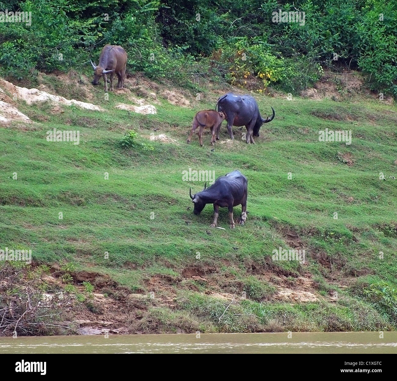 Water buffalo or domestic Asian water buffalo (Bubalus bubalis Stock ...