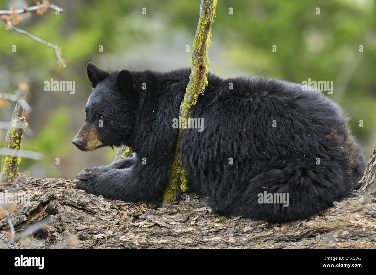 American black bear on tree hi-res stock photography and images - Alamy