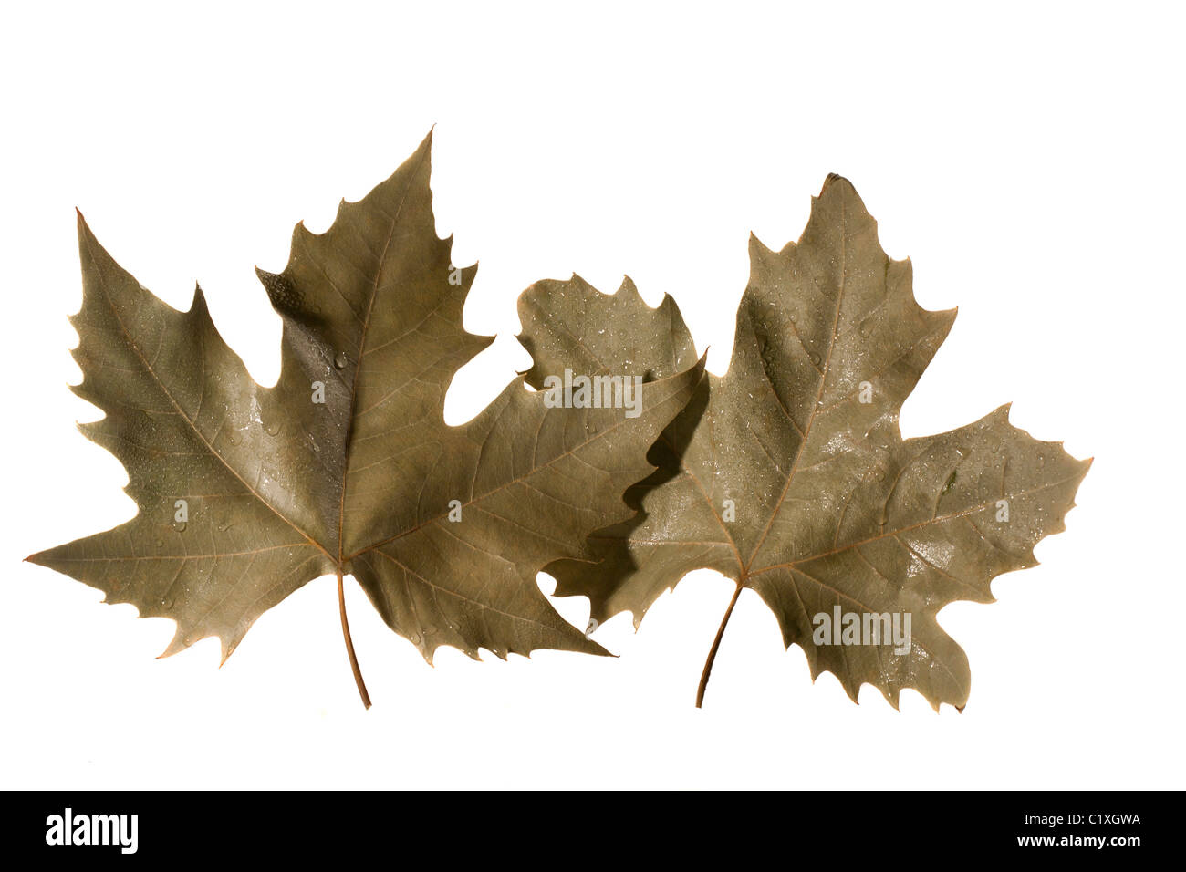Close view detail of a maple leaf isolated on a white background Stock ...