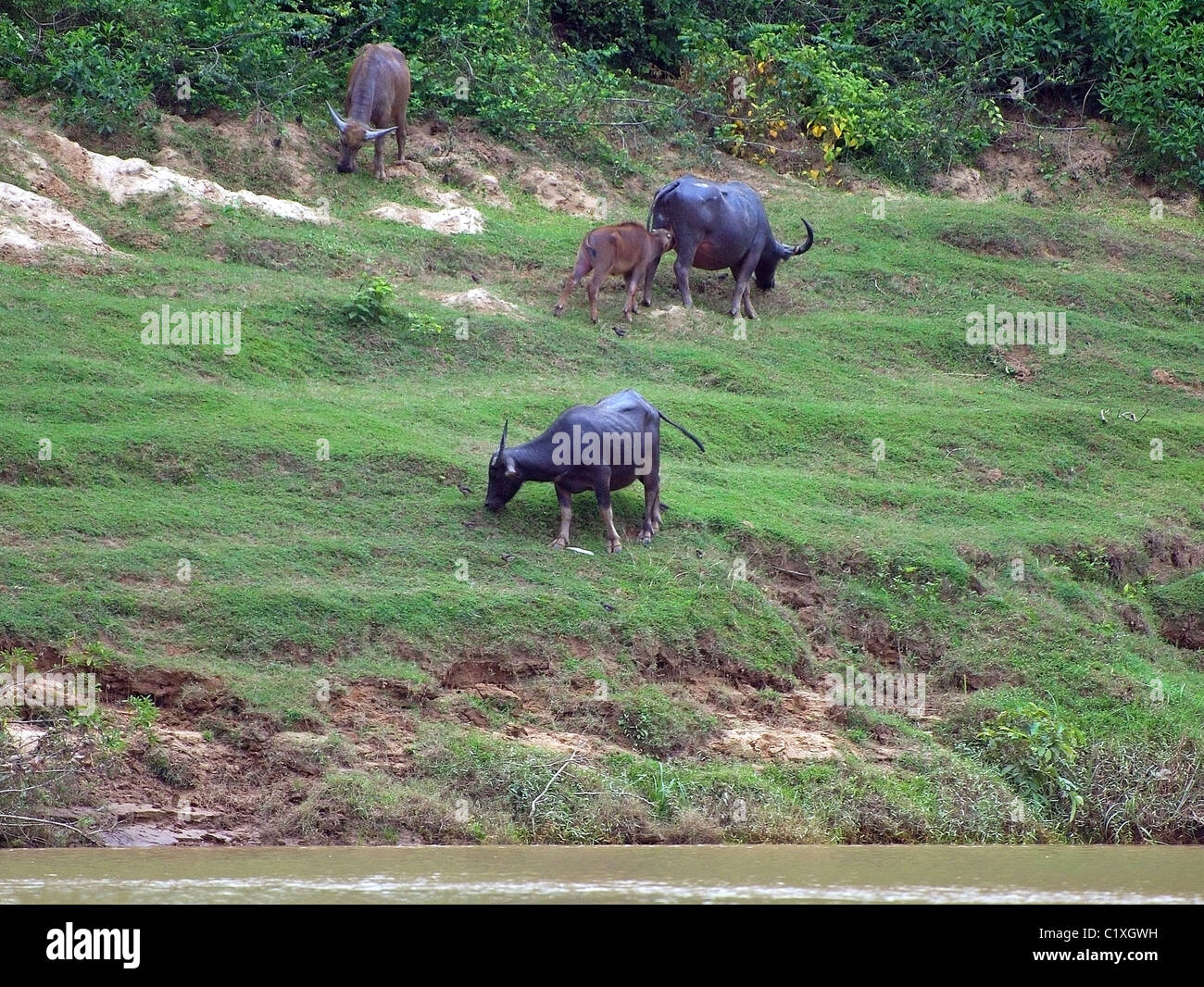 Water buffalo or domestic Asian water buffalo (Bubalus bubalis Stock ...