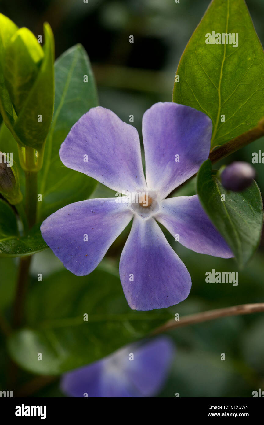 Lesser periwinkle or dwarf periwinkle (Vinca minor) blooming in spring ...