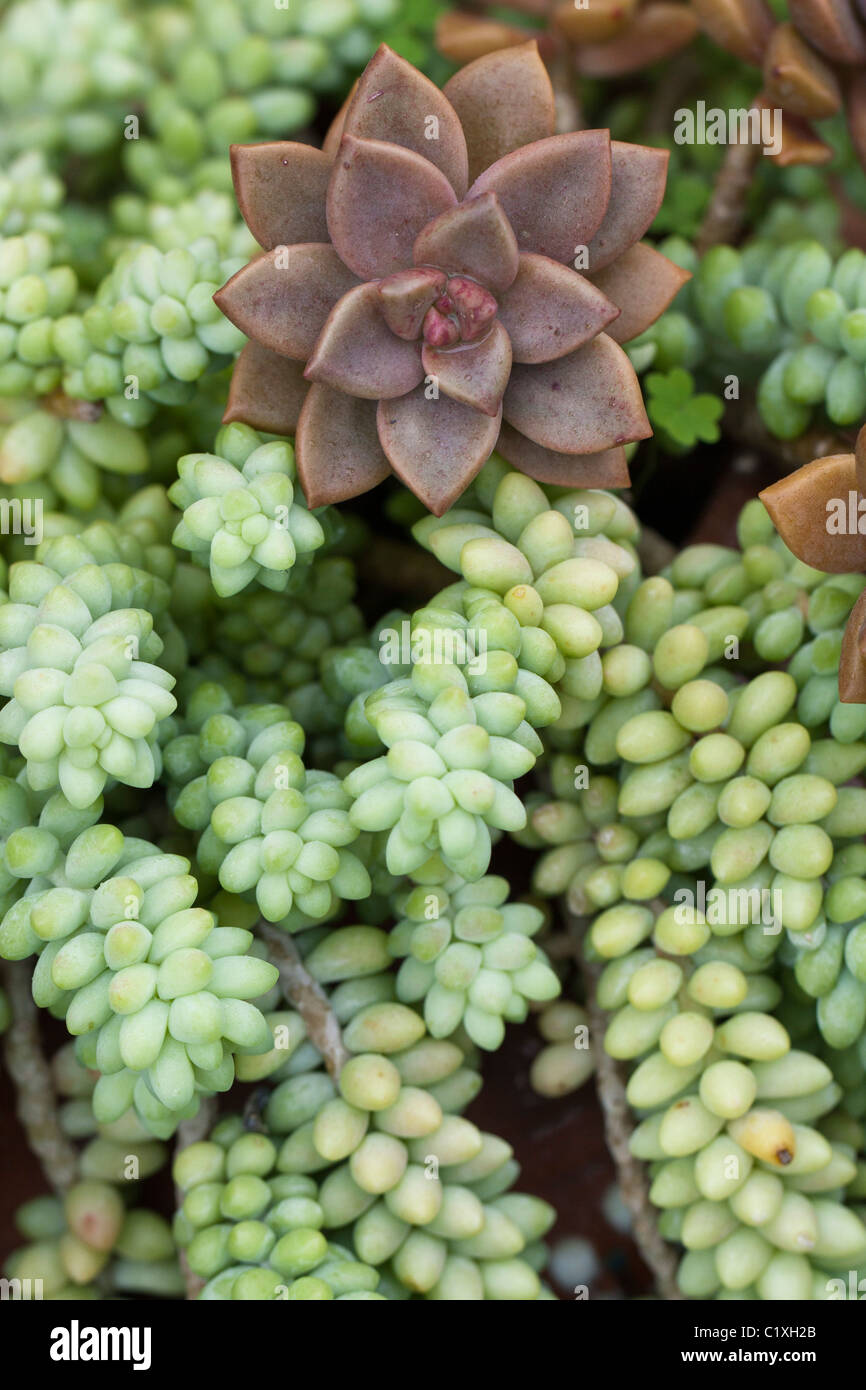 Burro's Tail or Jelly Bean Plant it's the name of this succulent plant ...
