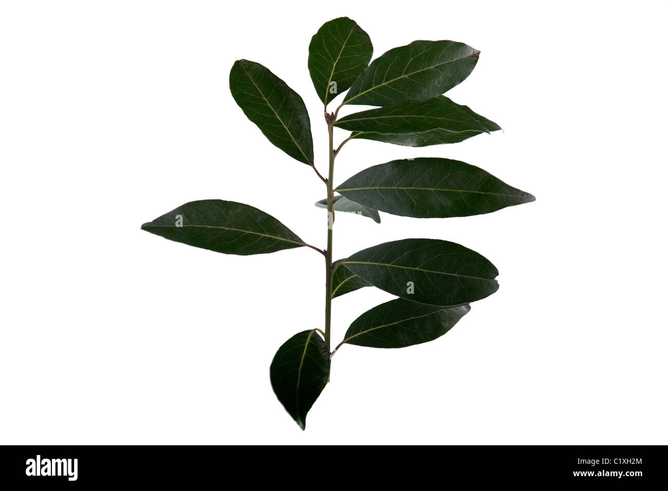 View of a branch of bay laurel leafs isolated on a white background ...