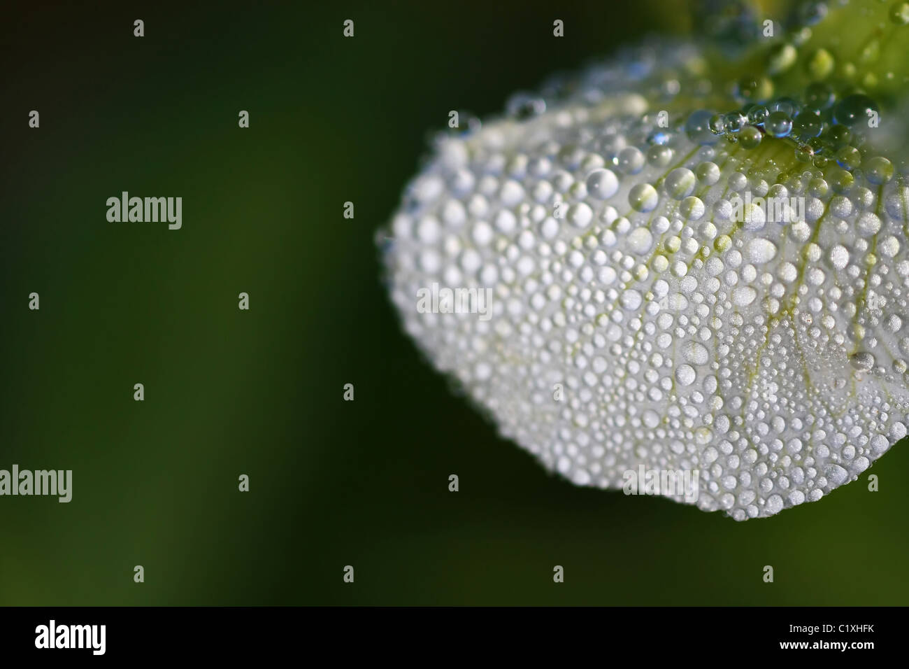 Closeup view of some plant leaf, in the early morning, with many drops ...