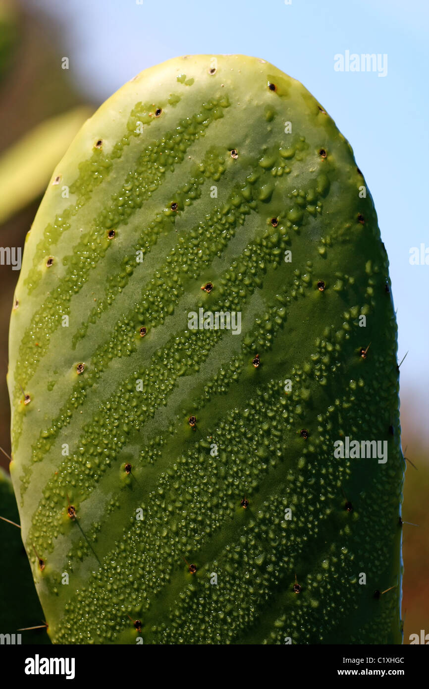 Cactus leaf full of drops of water in the early morning Stock Photo - Alamy