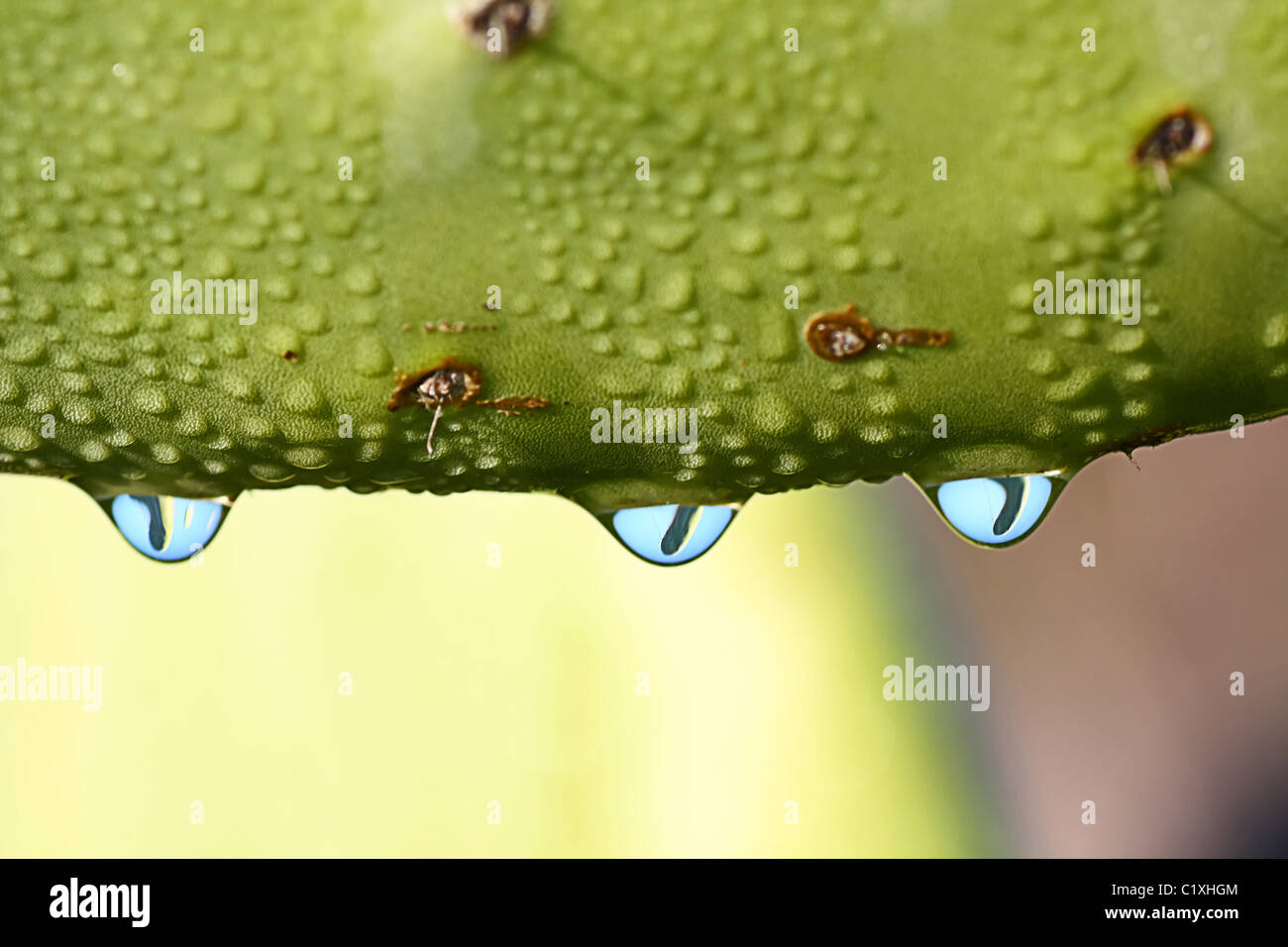 Three drops of water are hanging from a cactus leaf Stock Photo - Alamy